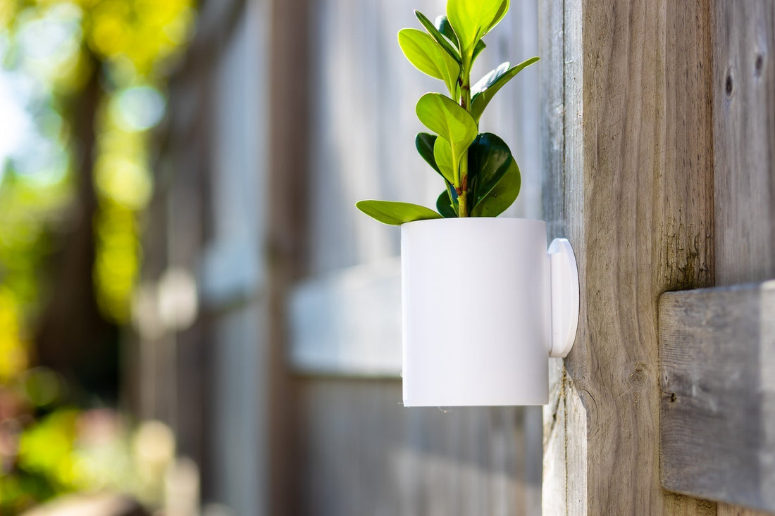 Bring Your Walls to Life with Our Modern Wall-Mounted Planter – Pruvic